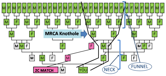 The MRCA Knothole! | segment-ology